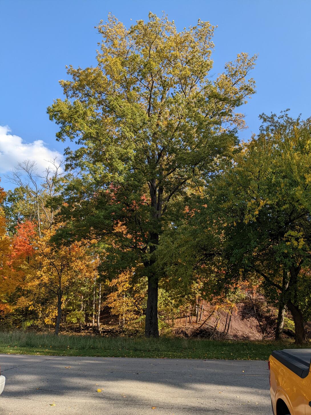 Mockernut Hickory | CMP Tree Selection Tool